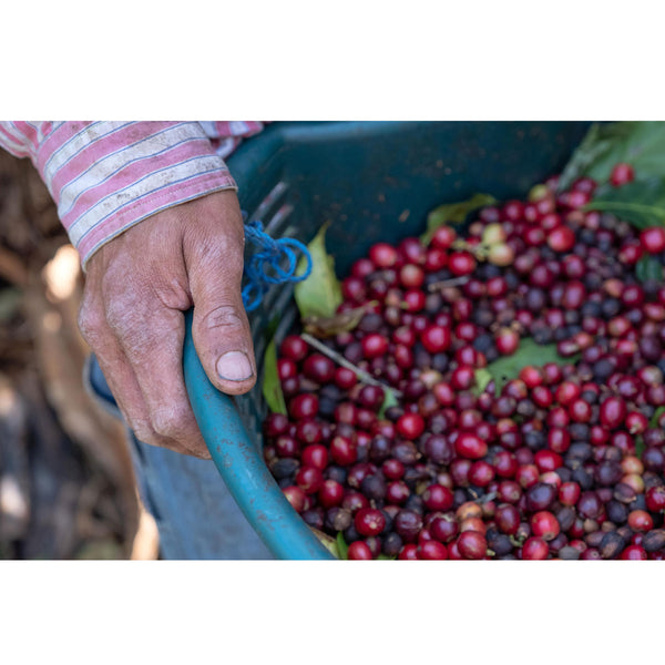 Costa Rica Las Nubes Geisha - Poppy Beans Coffee